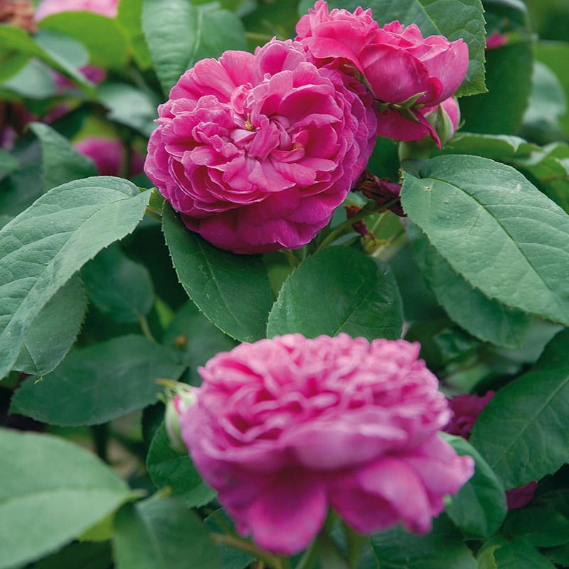 Gammaldags ros Rose de Rescht, 5-Pack - - Theseedstore.de